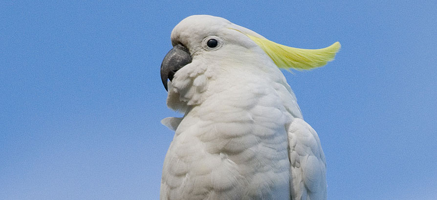 Bluemacaws » Cacatúa Tritón