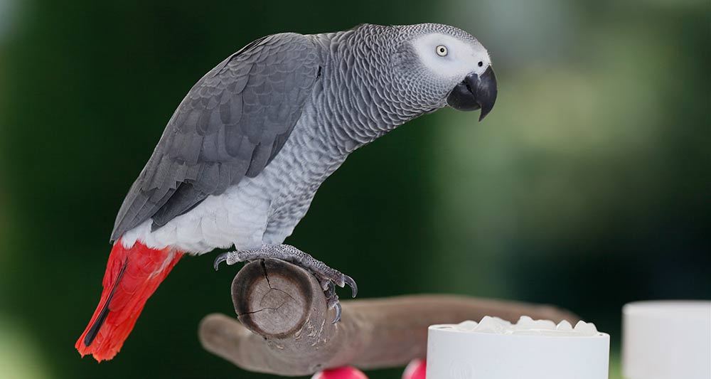 Bluemacaws » Loro Gris de Cola Roja