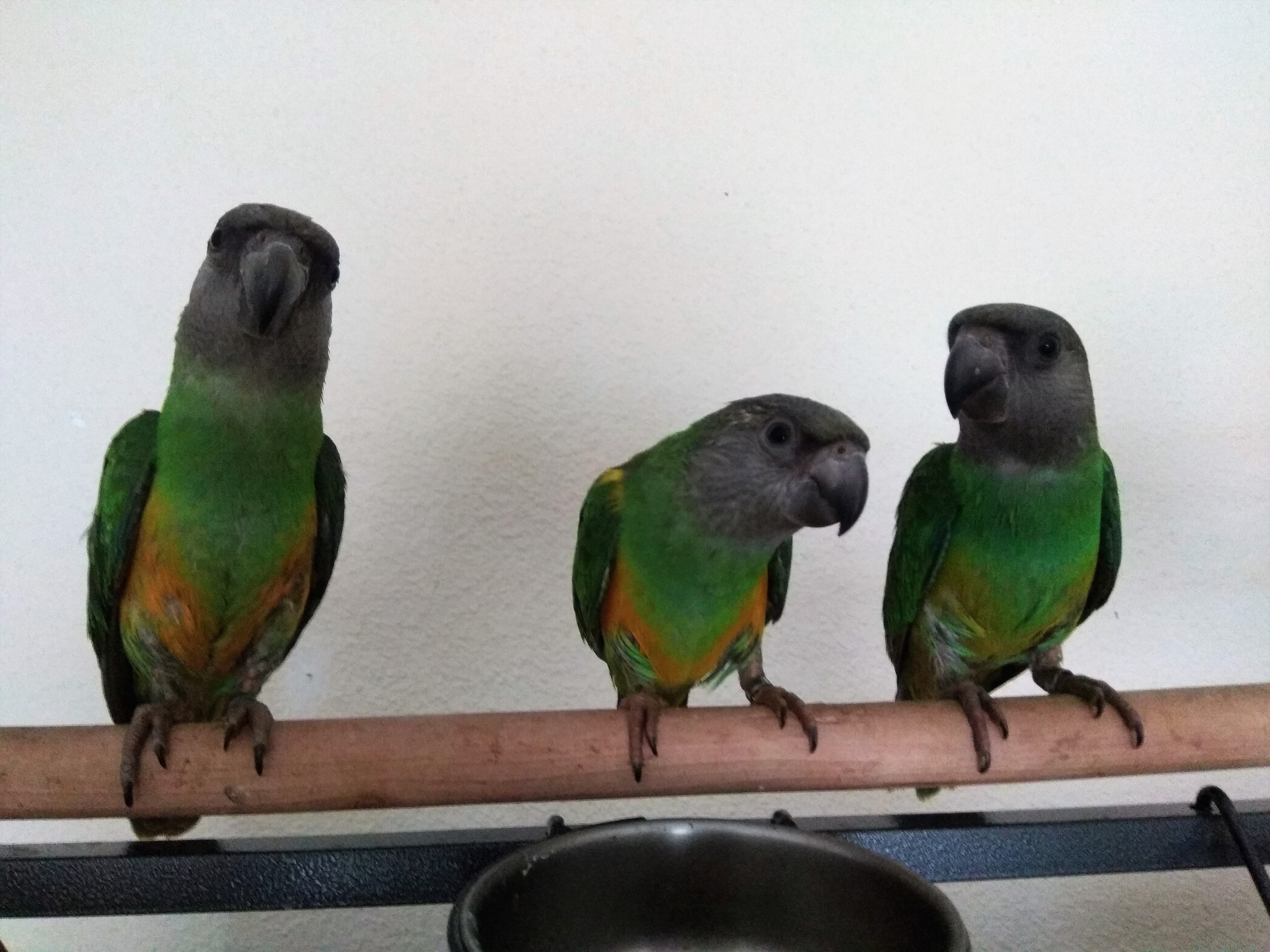 Bluemacaws » Crias de Poicephalus Senegalus 2017