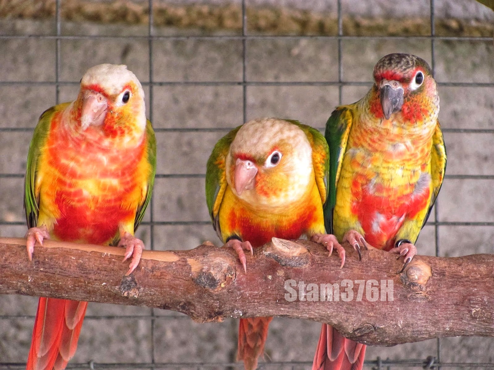 Bluemacaws » Descubriendo las pyrrhuras