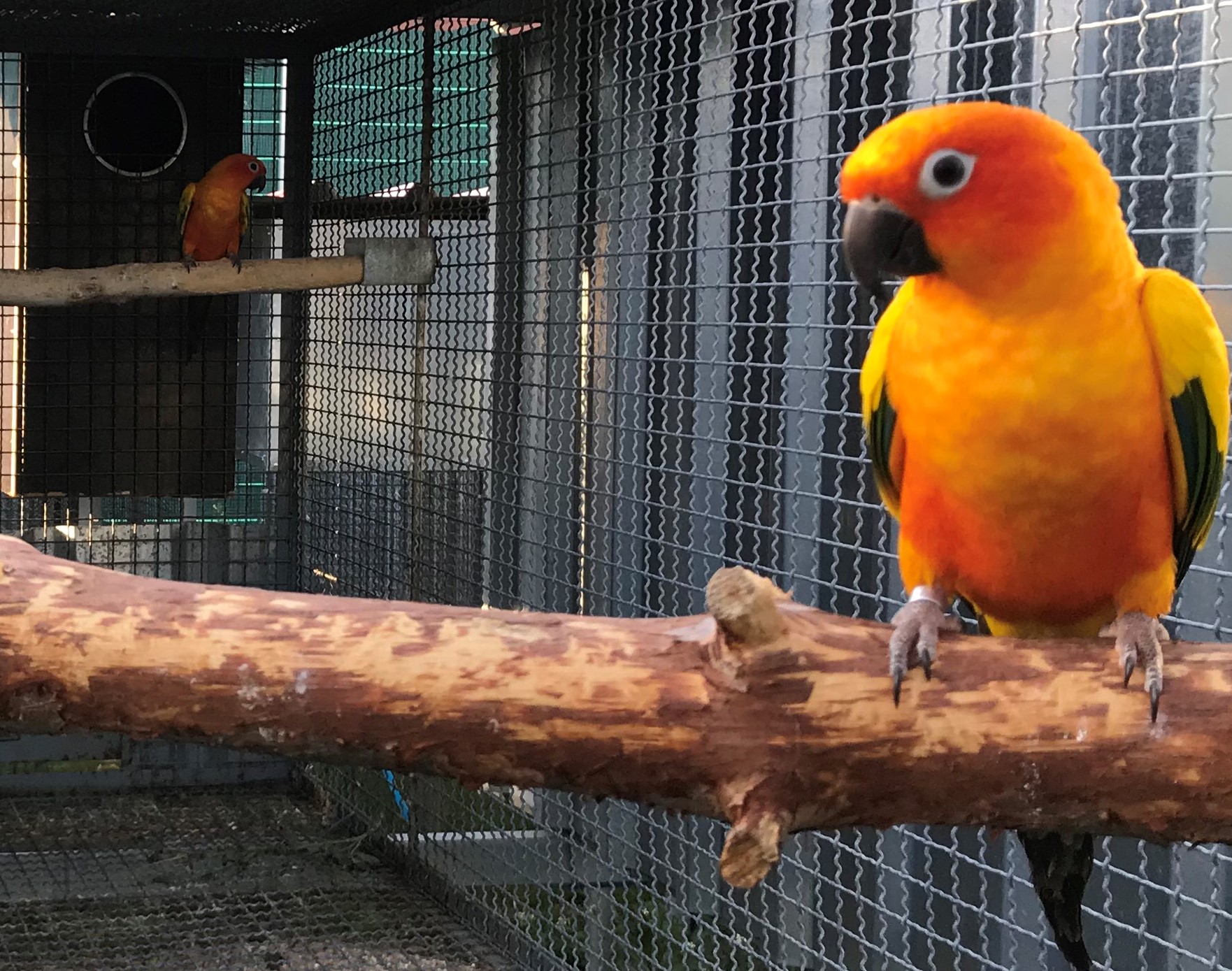 Bluemacaws » Cotorra del sol