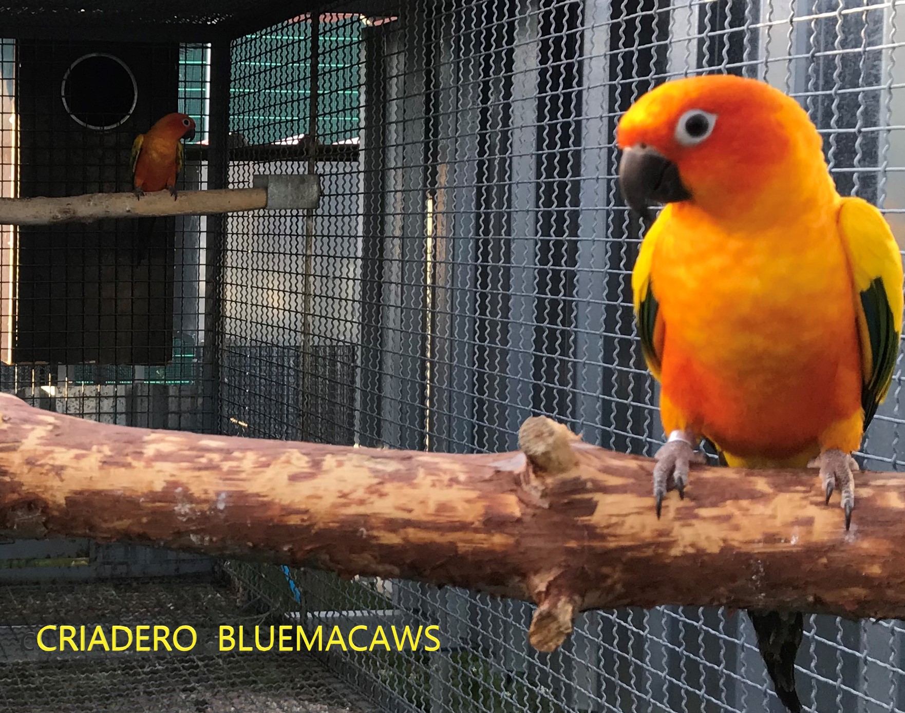 Bluemacaws » Cotorra del sol